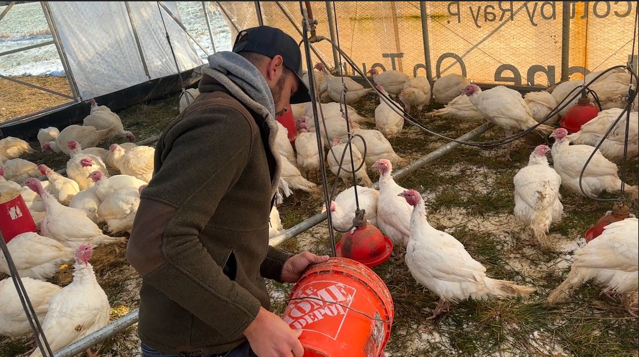 Turkey farms working to provide Thanksgiving staple