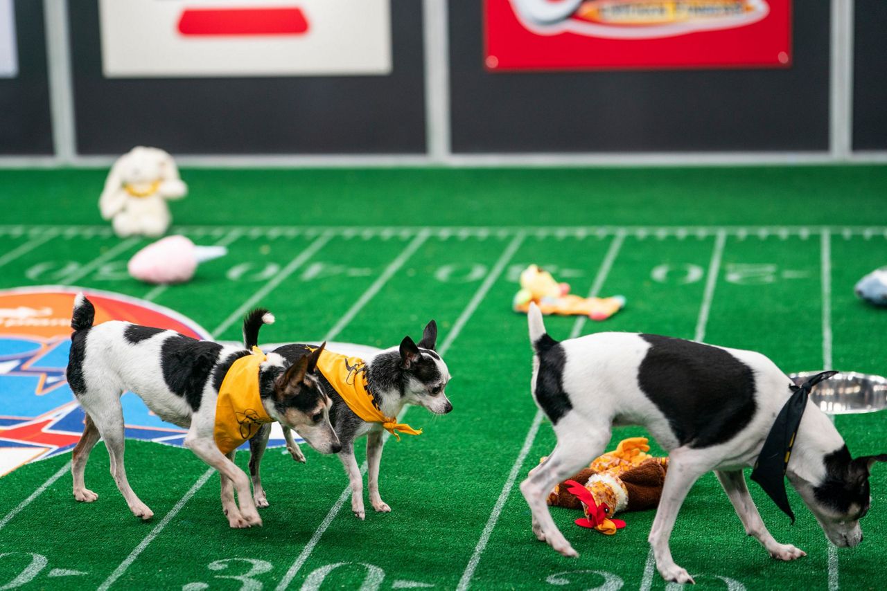 Not just pups this time: 'Puppy Bowl' embraces older dogs