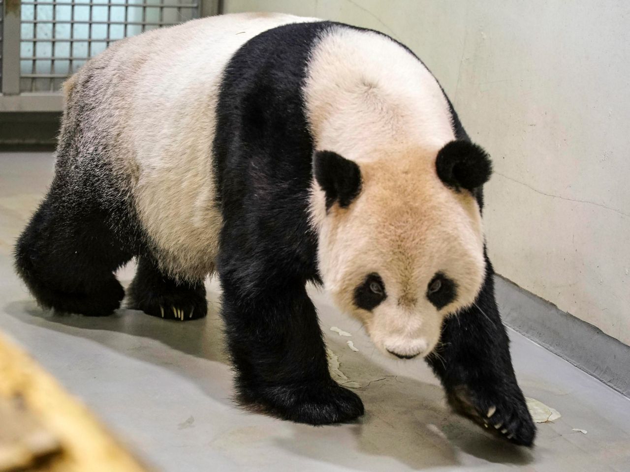 China panda experts visit Taiwan in rare point of contact