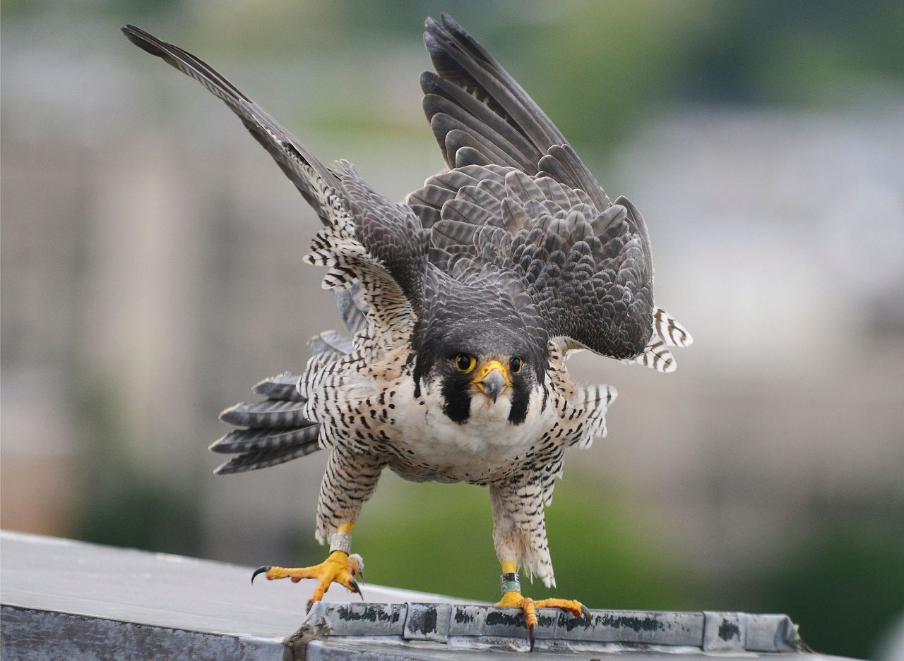 Taxpayers are asked to support falcons, fight pigeon poop