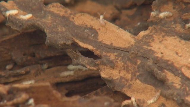 Termite Swarming Season in Full Swing