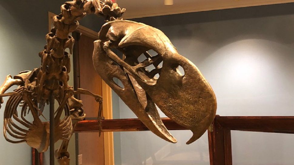 On the Town: Discover Prehistoric Florida in New Exhibit