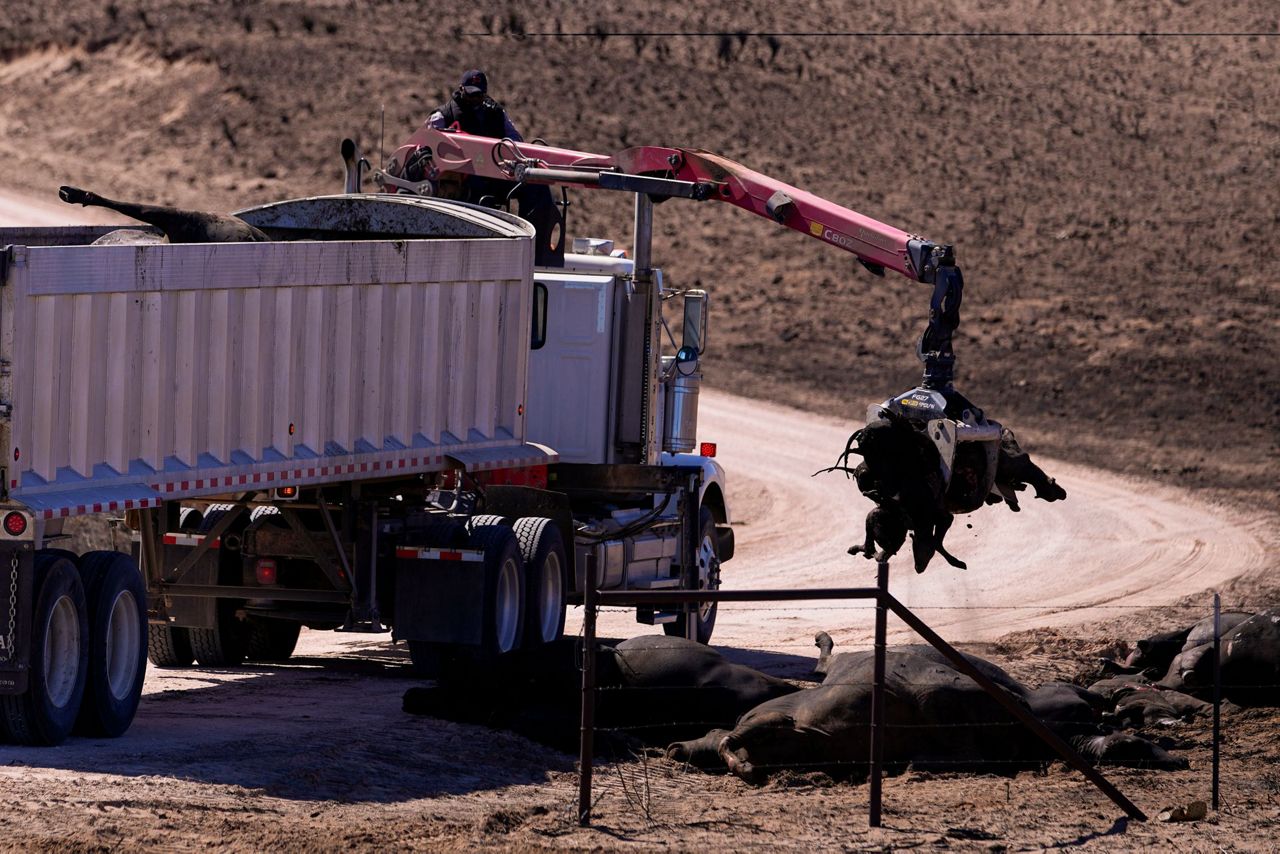 Texas Panhandle ranchers face losses and grim task of removing dead ...