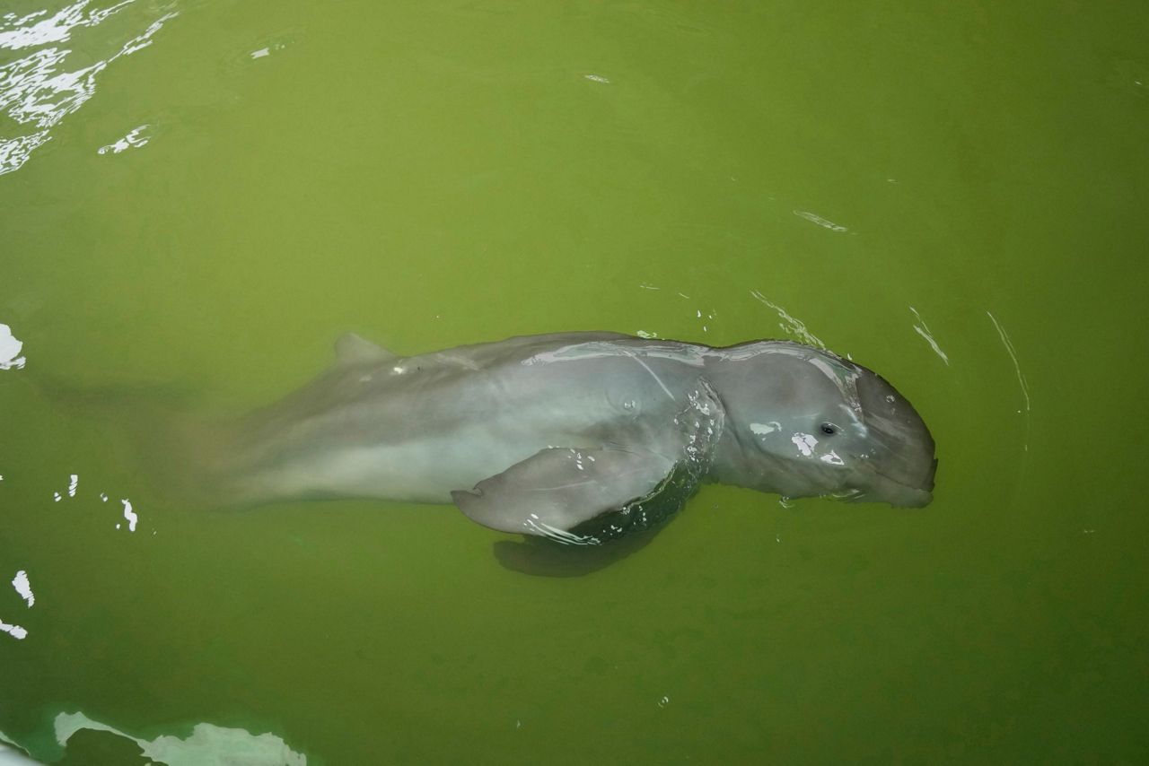 Sick dolphin calf improves with tube-fed milk, helping hands