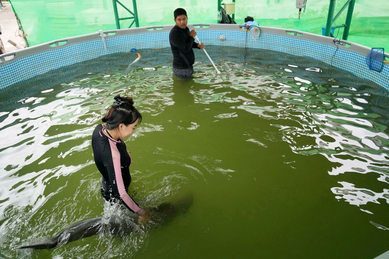 Sick dolphin calf improves with tube-fed milk, helping hands
