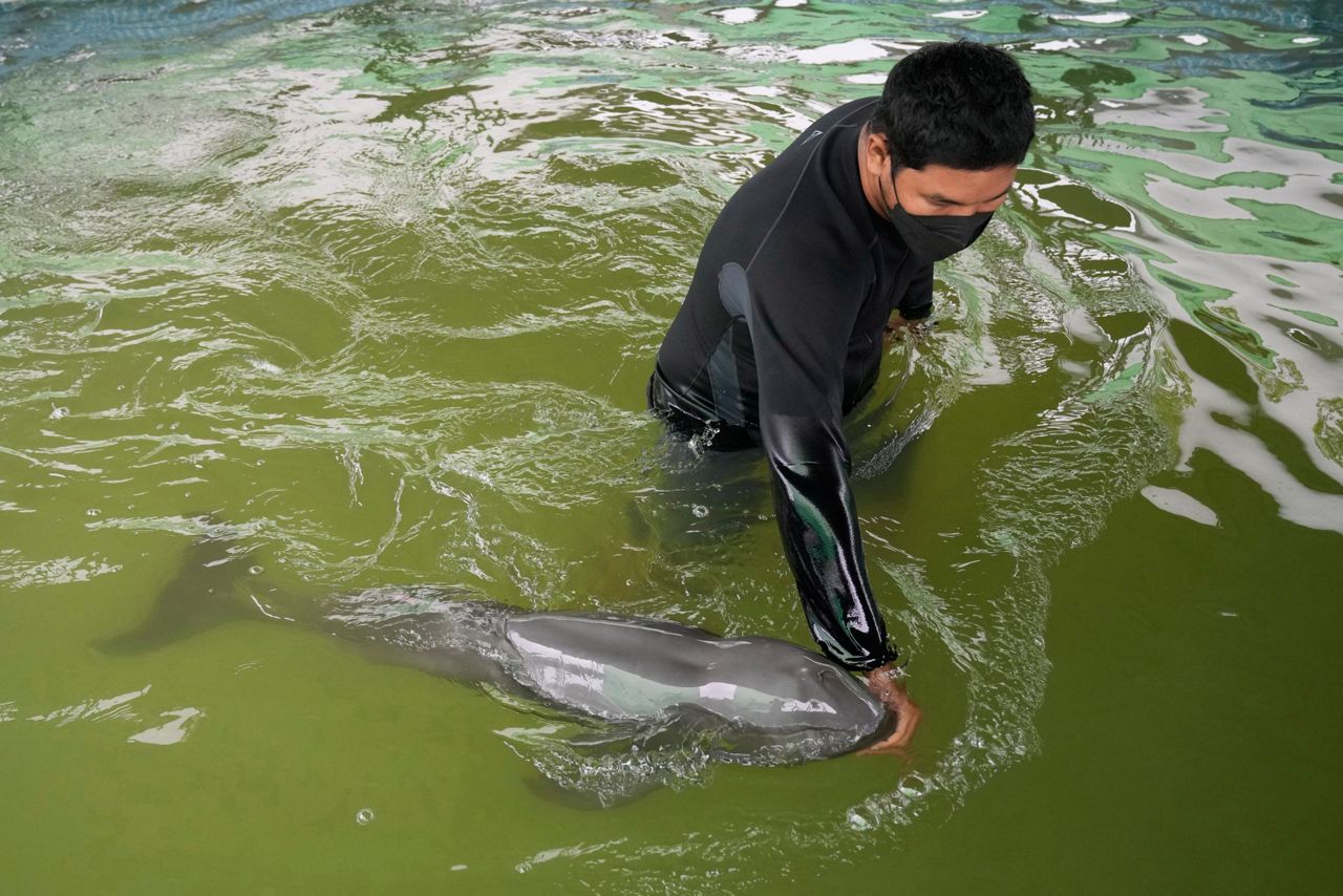 Sick dolphin calf improves with tube-fed milk, helping hands