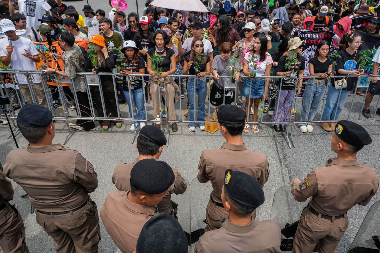 Cannabis advocates in Thailand protest a proposal to ban again its ...