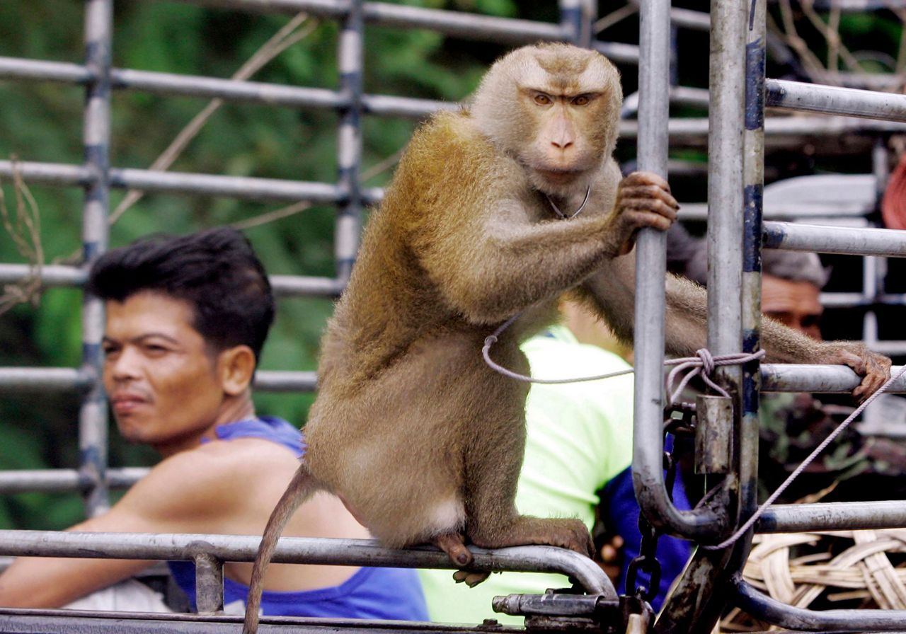 Thailand denies monkeys abused to harvest coconut products