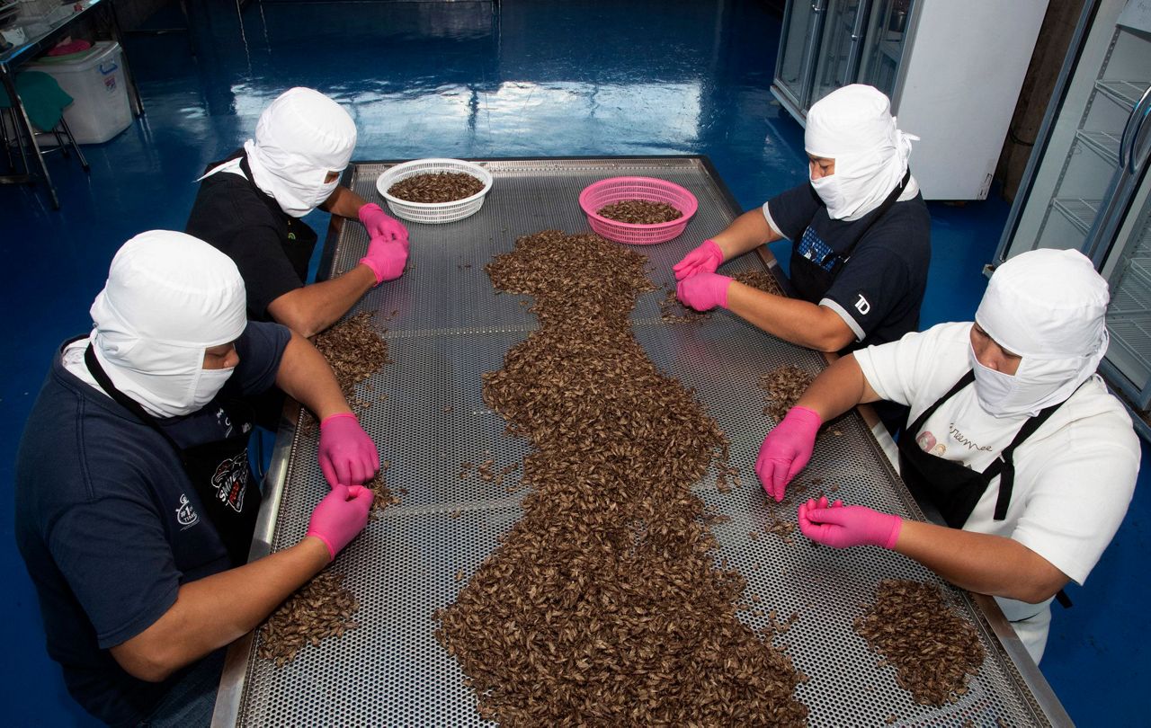 Thai entrepreneur pushing insects as the snack of the future