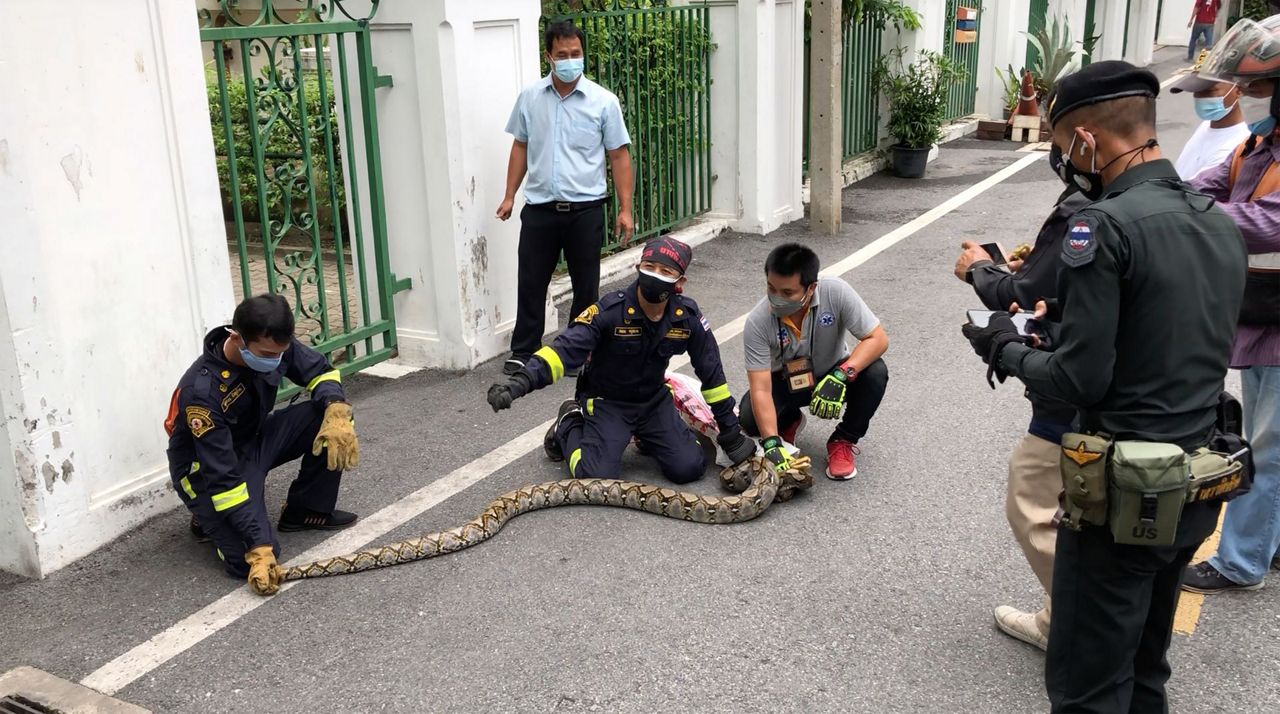Bangkok's snakes keep catchers busy despite virus surge