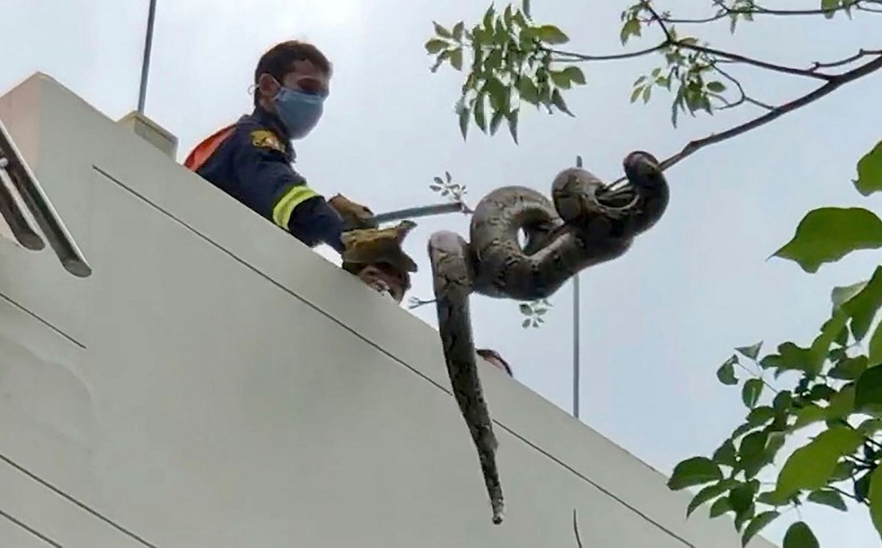 Bangkok's snakes keep catchers busy despite virus surge