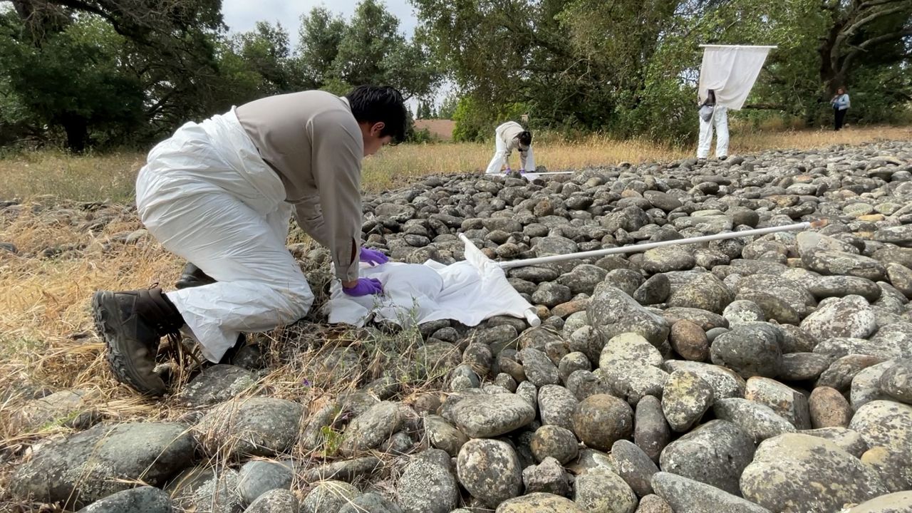 Mild and wet weather is helping California's tick population