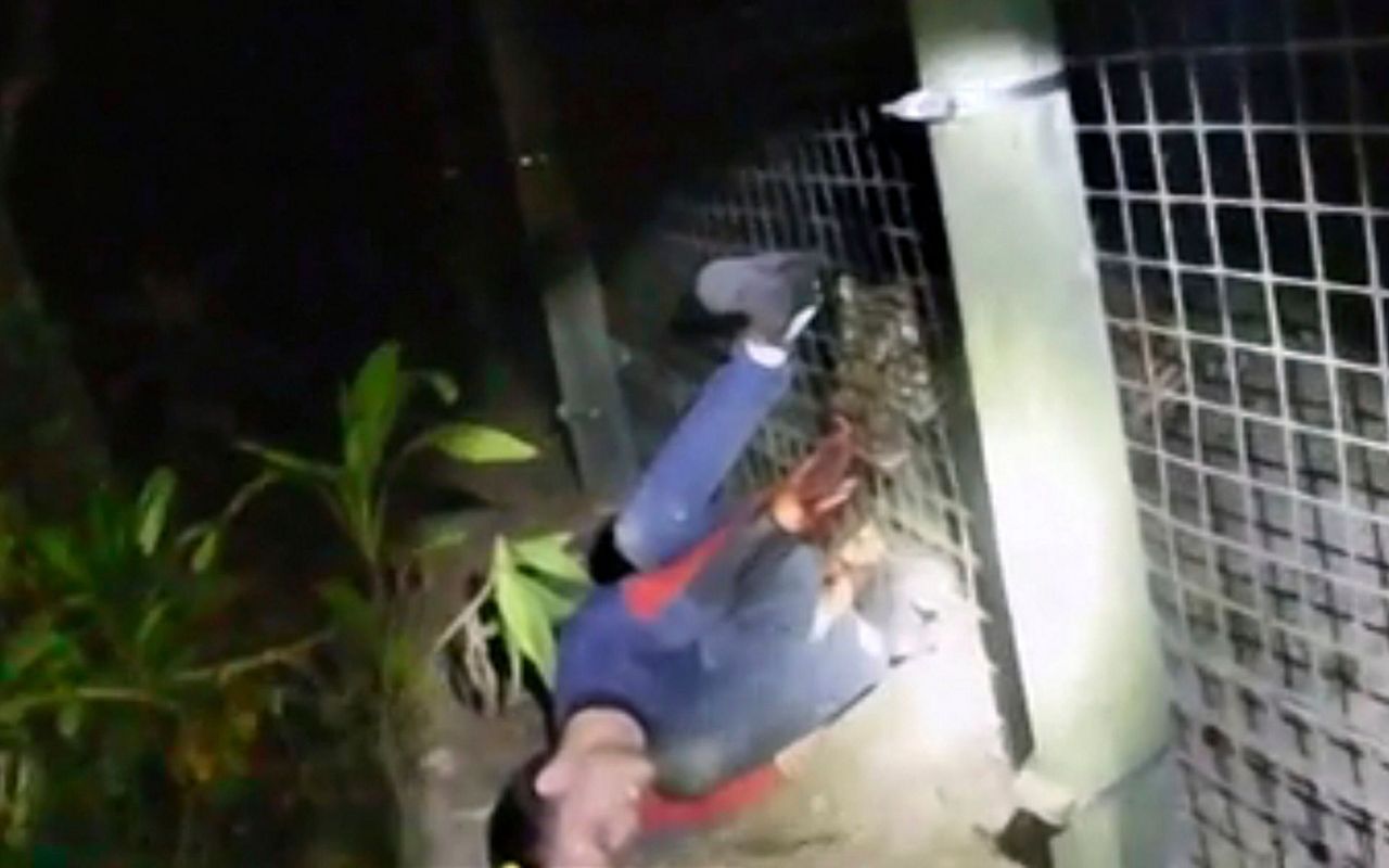 Video: Zoo tiger shot while biting man's arm as he screams