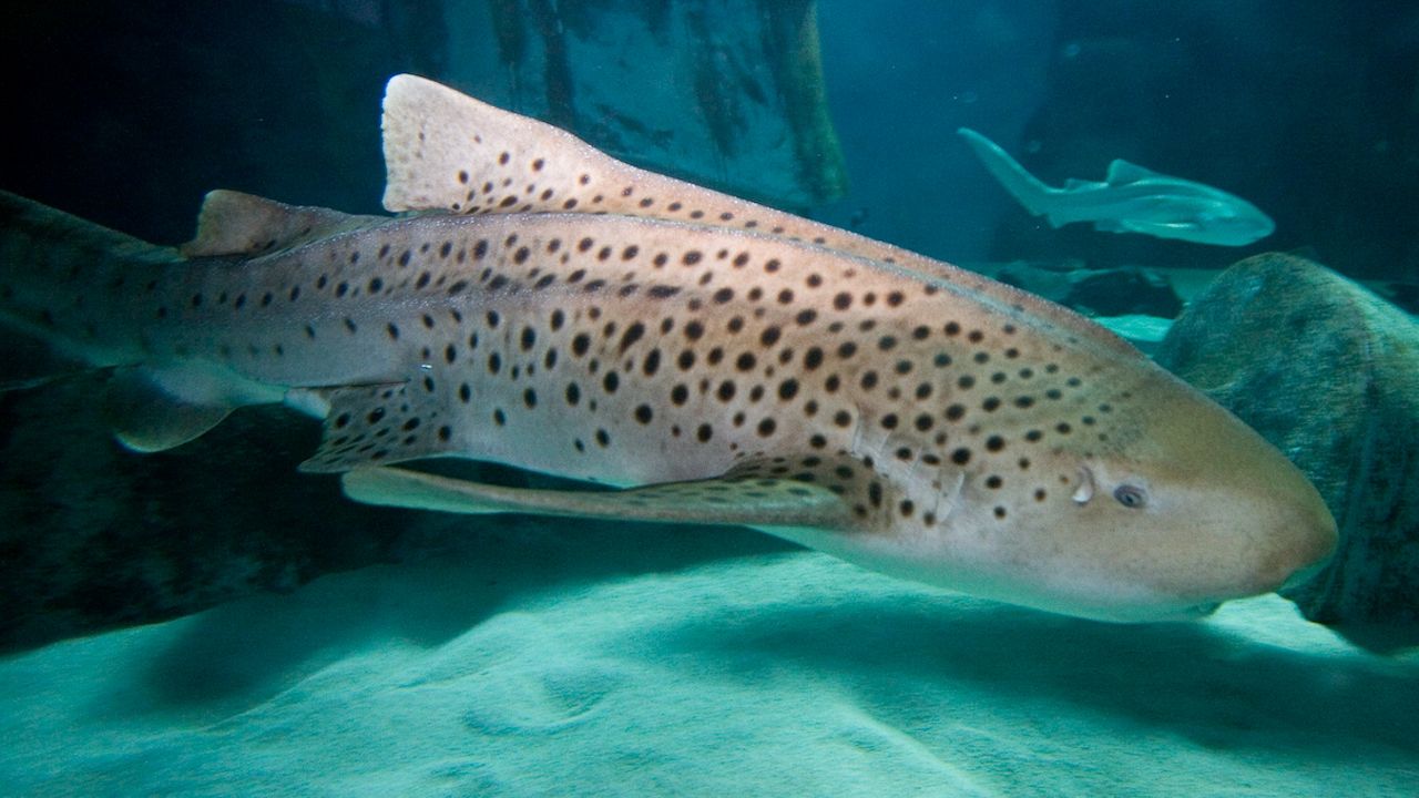 SEA LIFE San Antonio’s new sharks named after Spurs legends