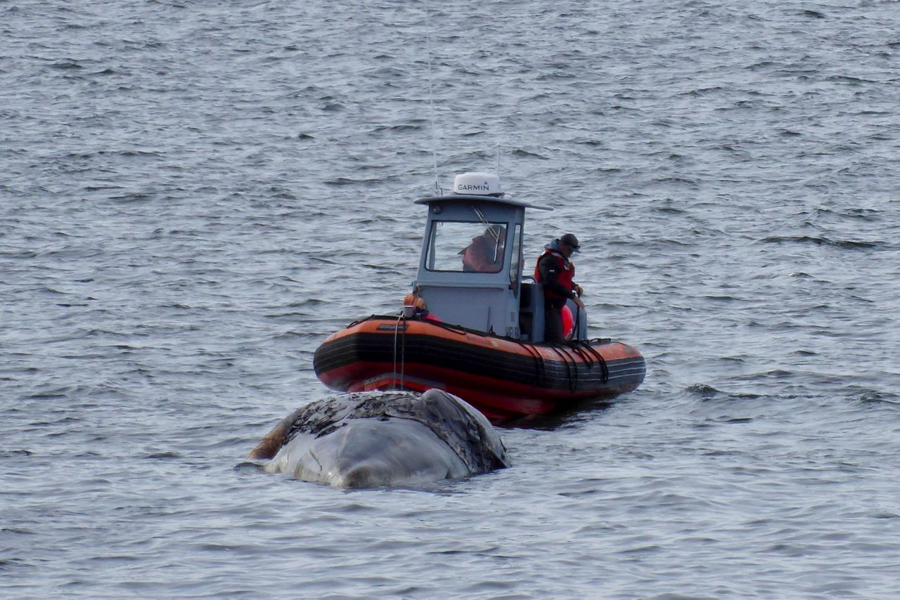 Rot in peace: Sites lacking for whale corpses amid die-off
