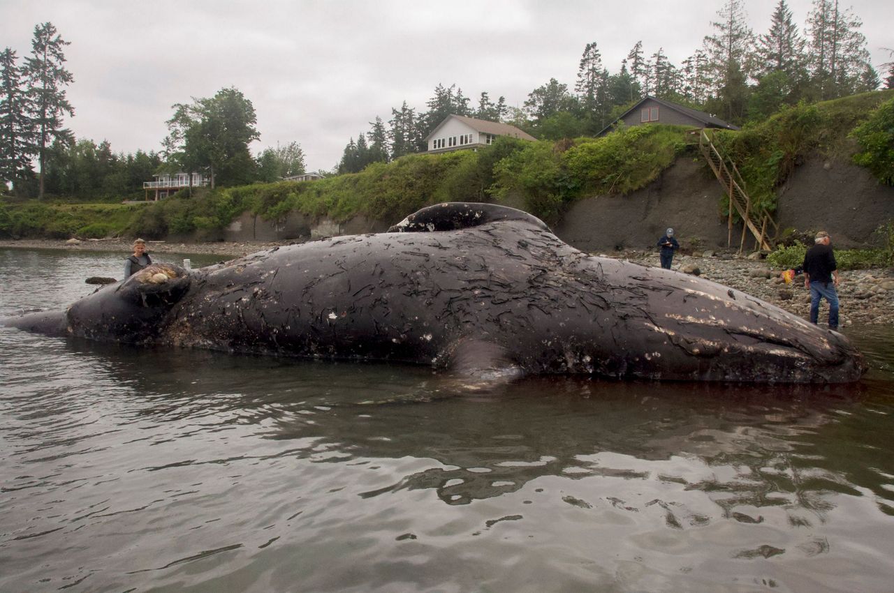 Rot in peace: Sites lacking for whale corpses amid die-off