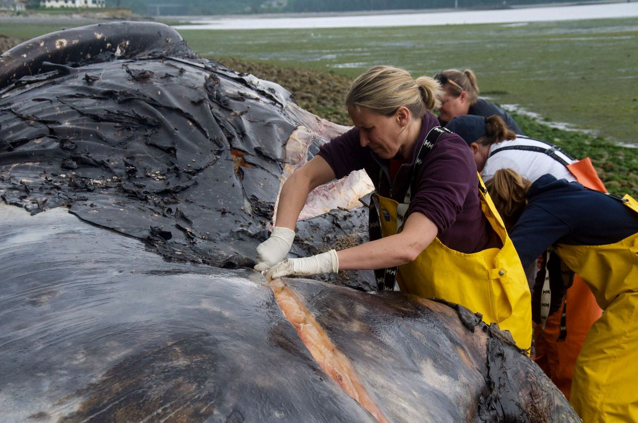 Rot in peace: Sites lacking for whale corpses amid die-off