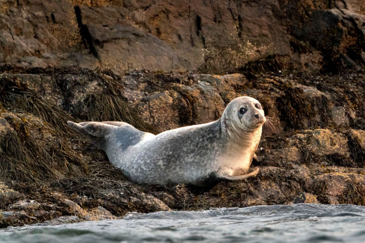 Conservation success or pests? Seals spark passionate debate