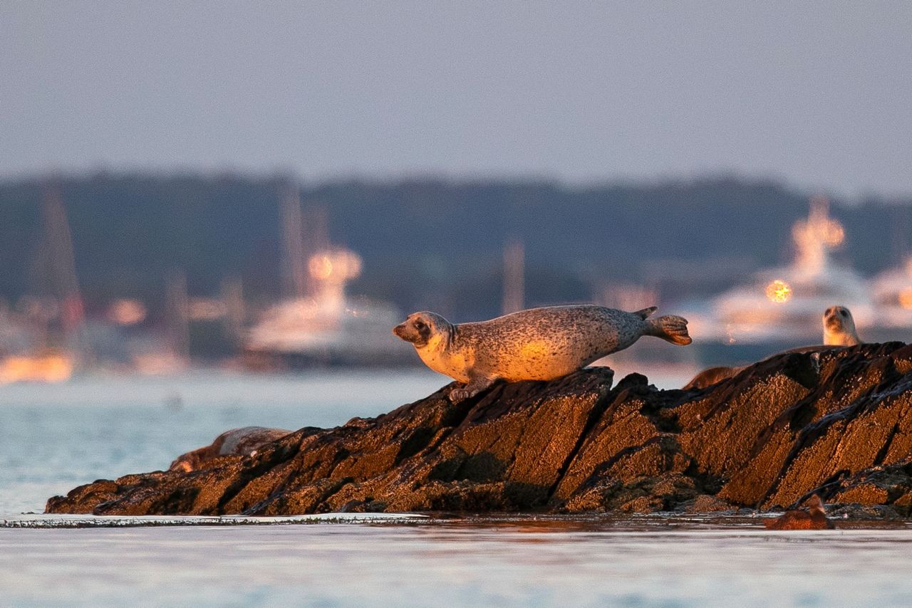 Conservation success or pests? Seals spark passionate debate