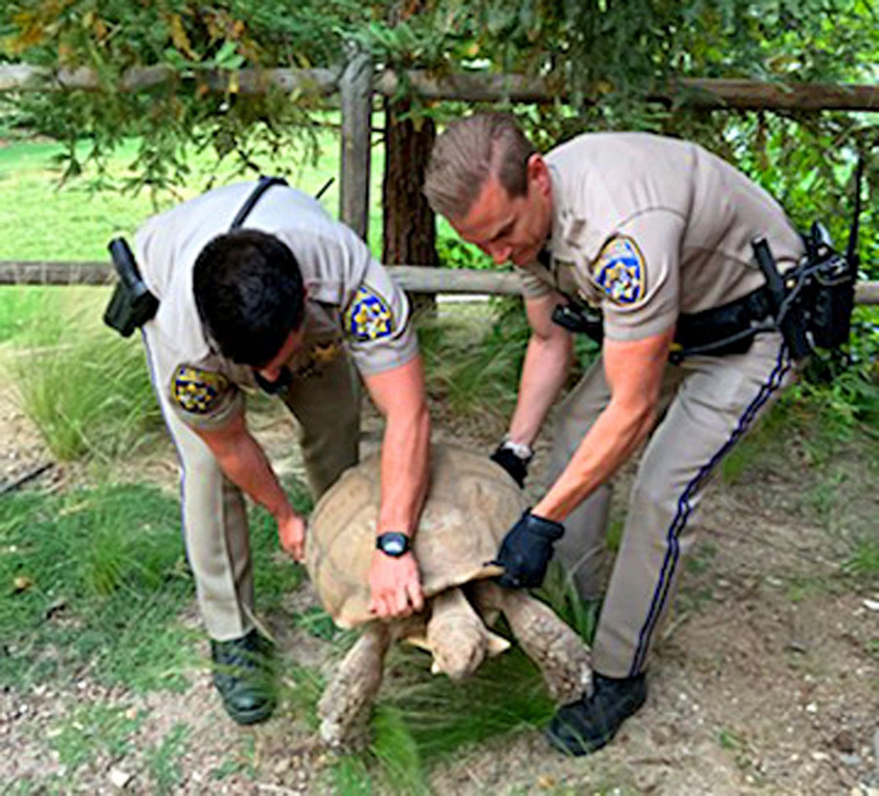 CHP helps reunite 250-pound tortoise with owners