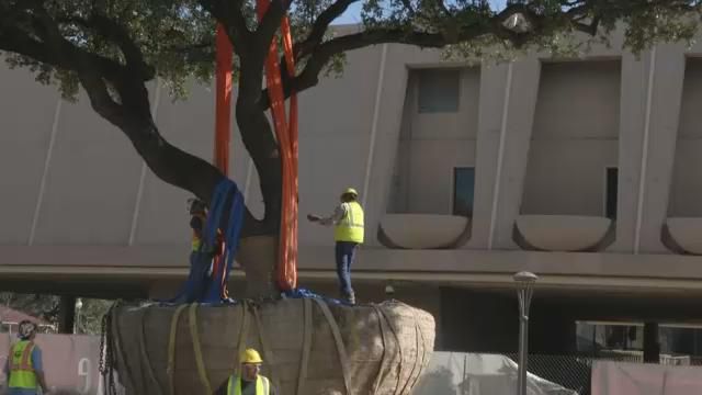 Campaign to Help Save Oak Trees Continues to Grow