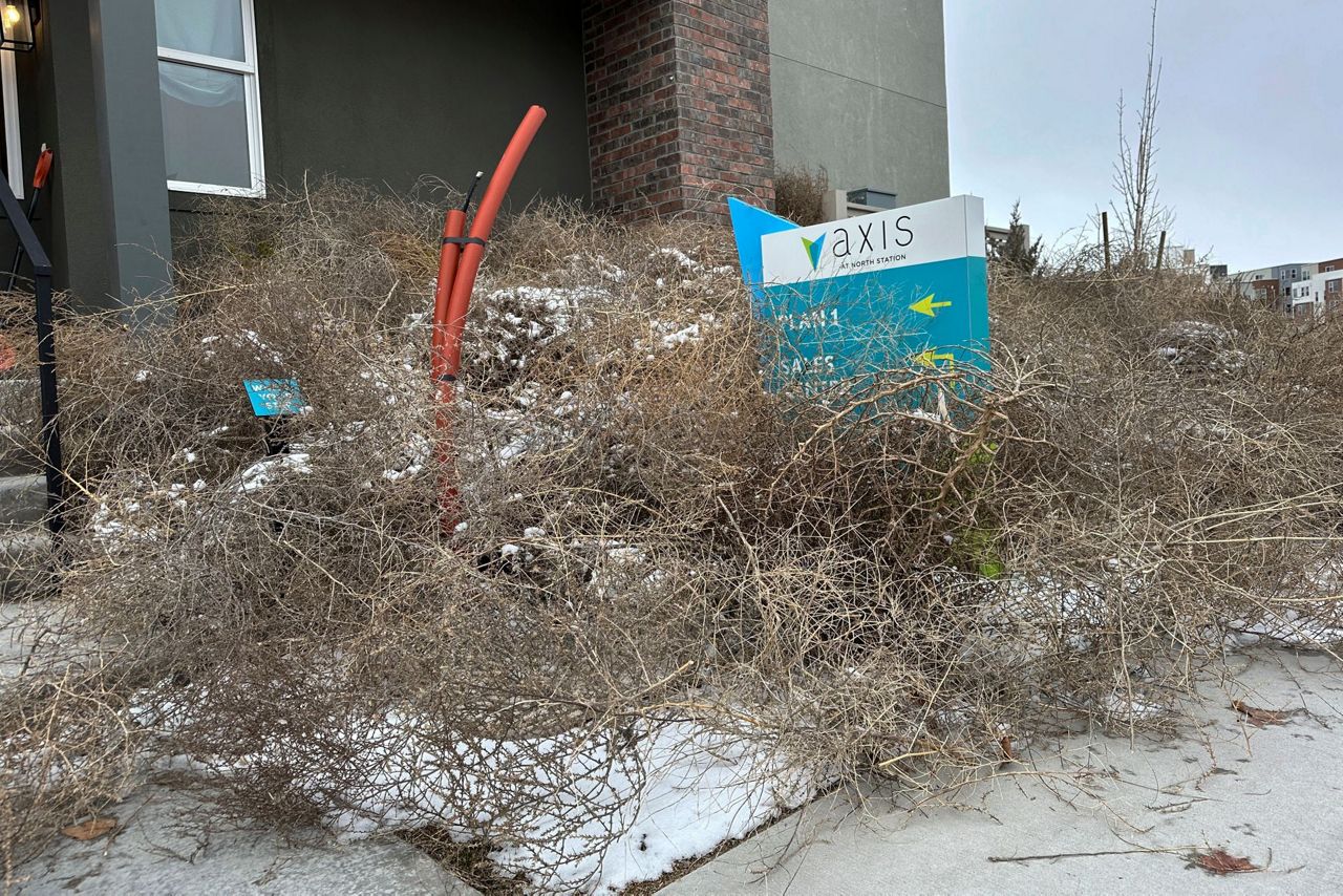 Iconic Old West tumbleweeds roll in and blanket parts of suburban Salt ...