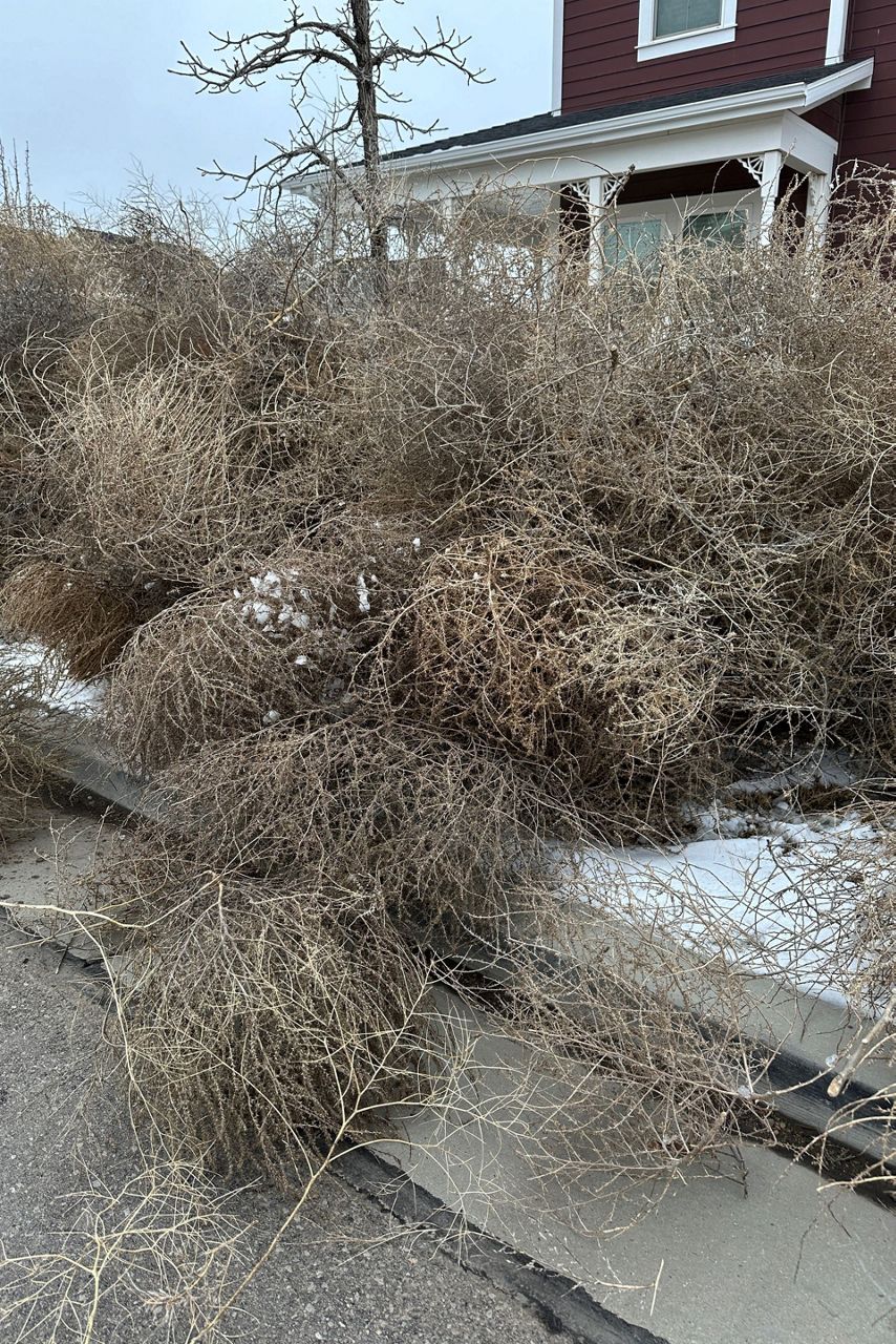 Iconic Old West tumbleweeds roll in and blanket parts of suburban Salt ...