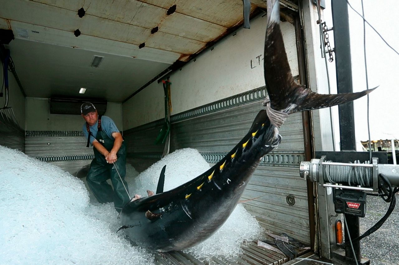 A controversial comeback for a highly prized tuna