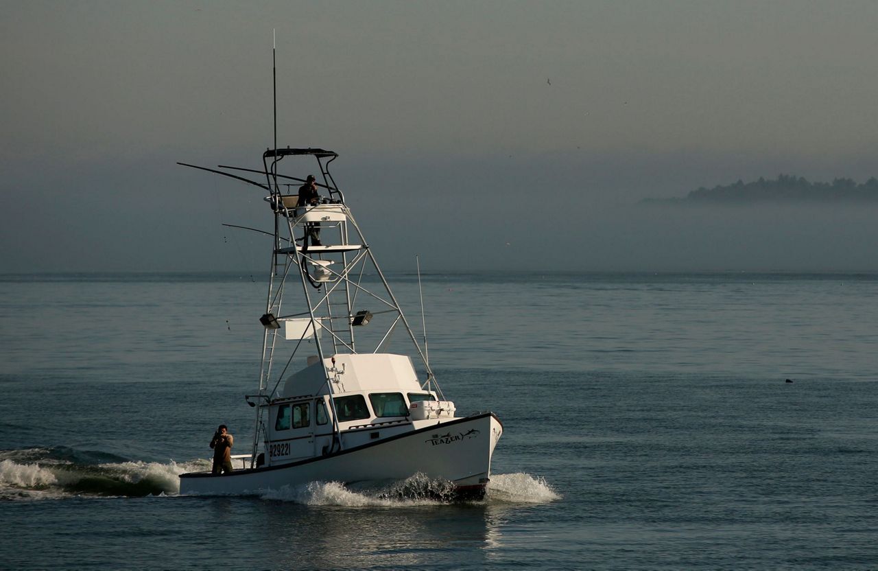 A controversial comeback for a highly prized tuna