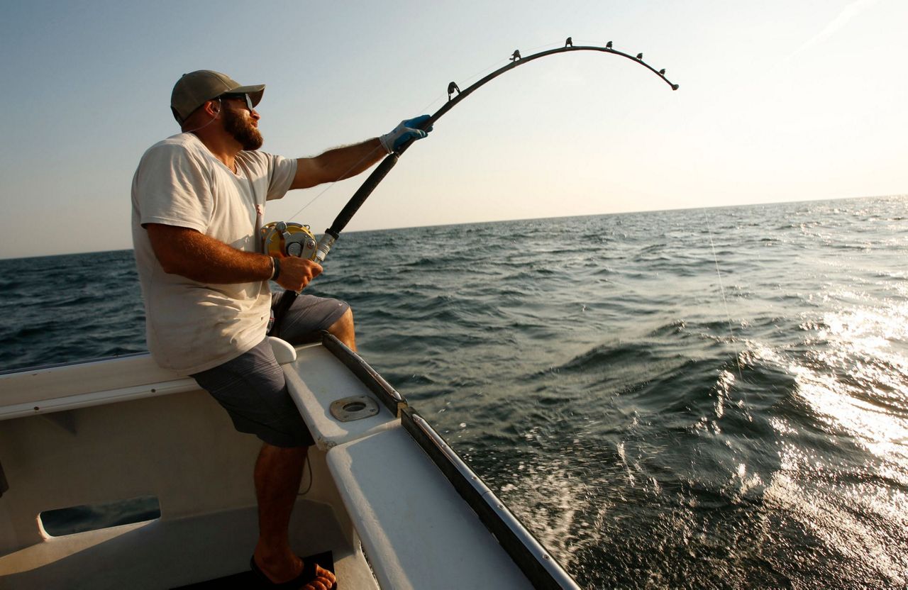 A controversial comeback for a highly prized tuna