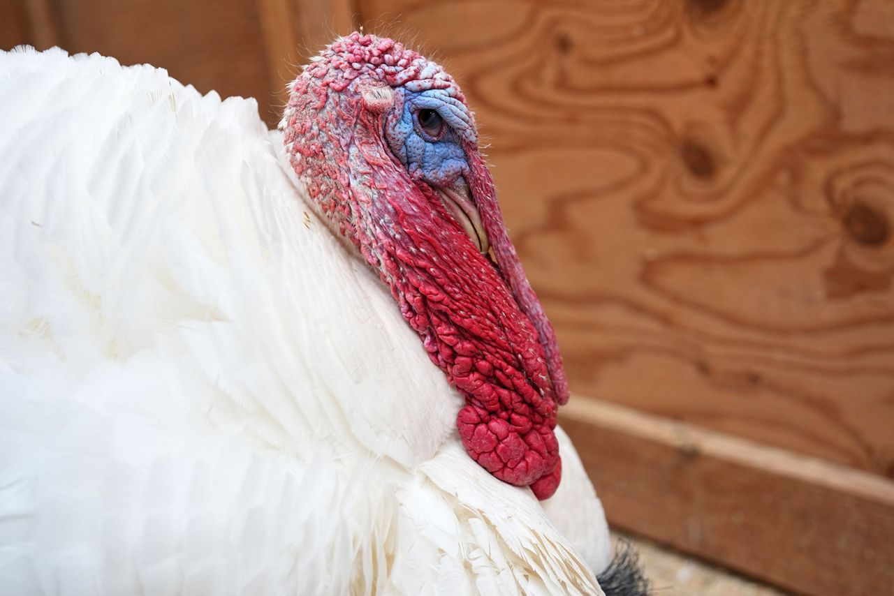 More families ‘adopt’ turkeys for Thanksgiving instead of eating them