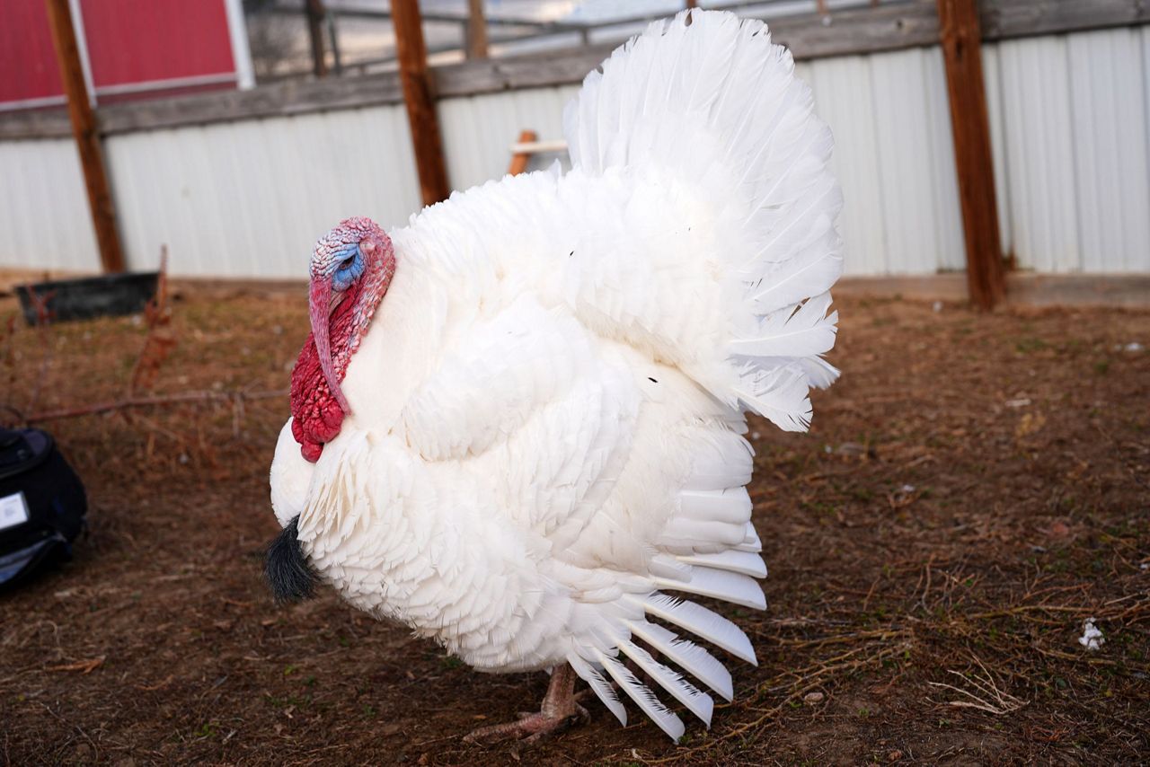 More families ‘adopt’ turkeys for Thanksgiving instead of eating them