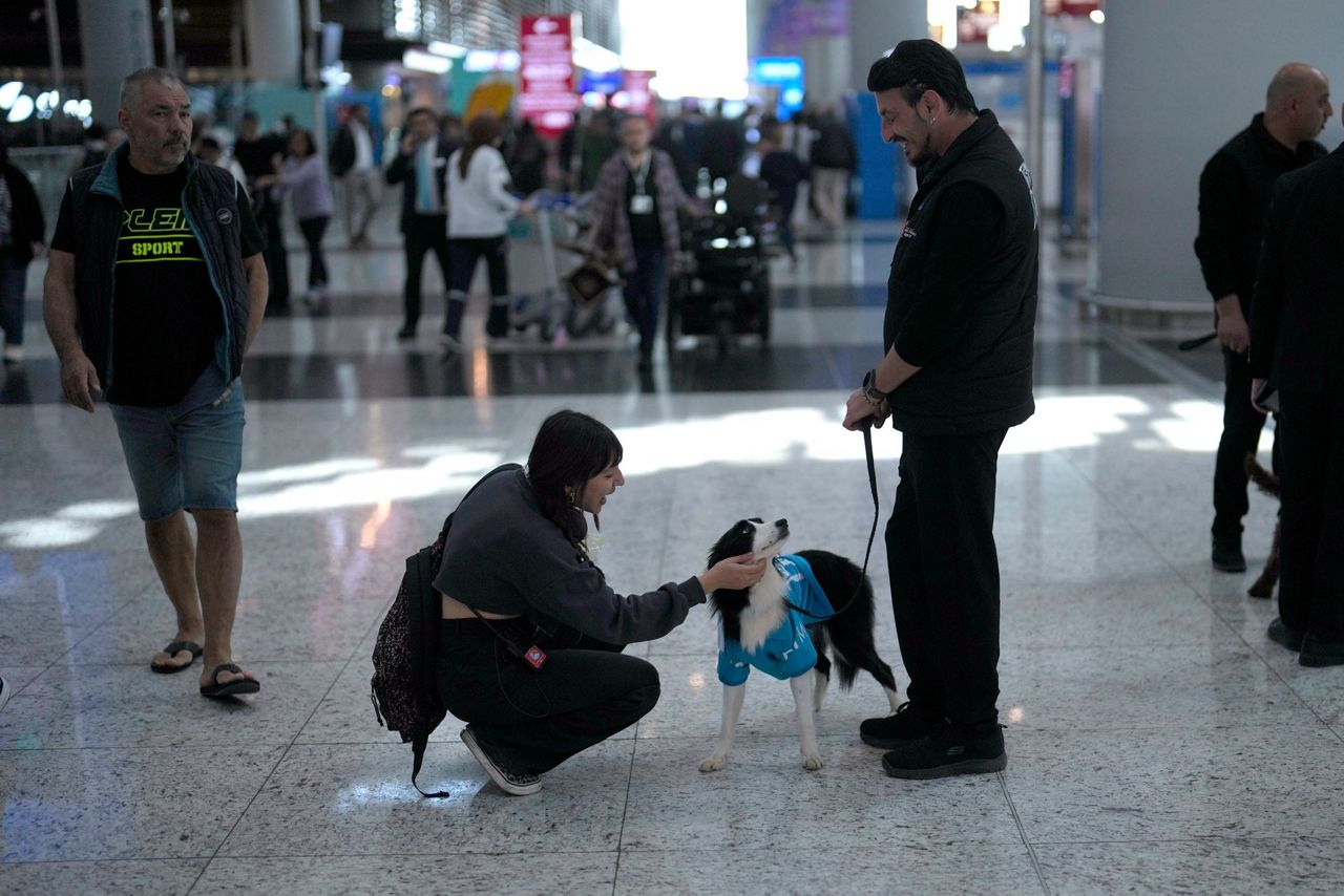 Istanbul airport provides anxious travelers with paw-sitive experience ...