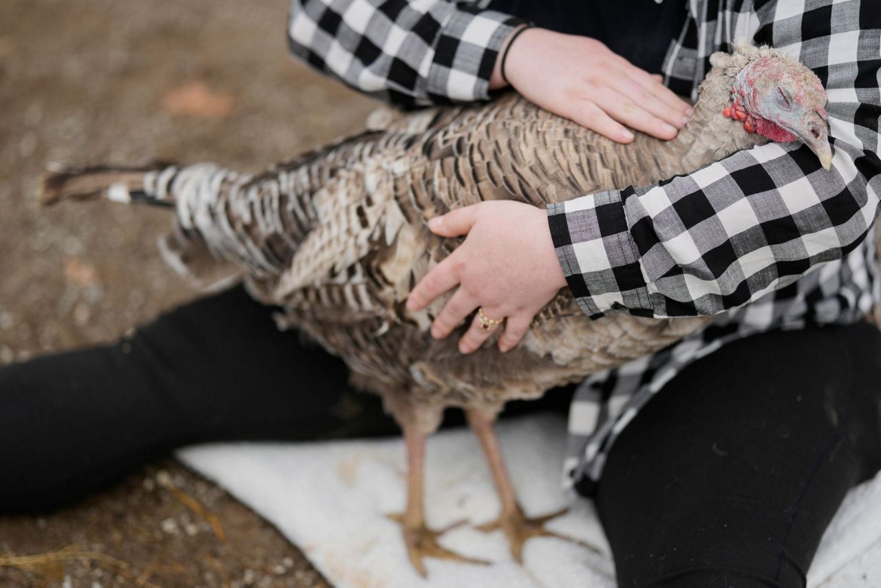 At The Gentle Barn, turkeys are for snuggling, not stuffing at Thanksgiving
