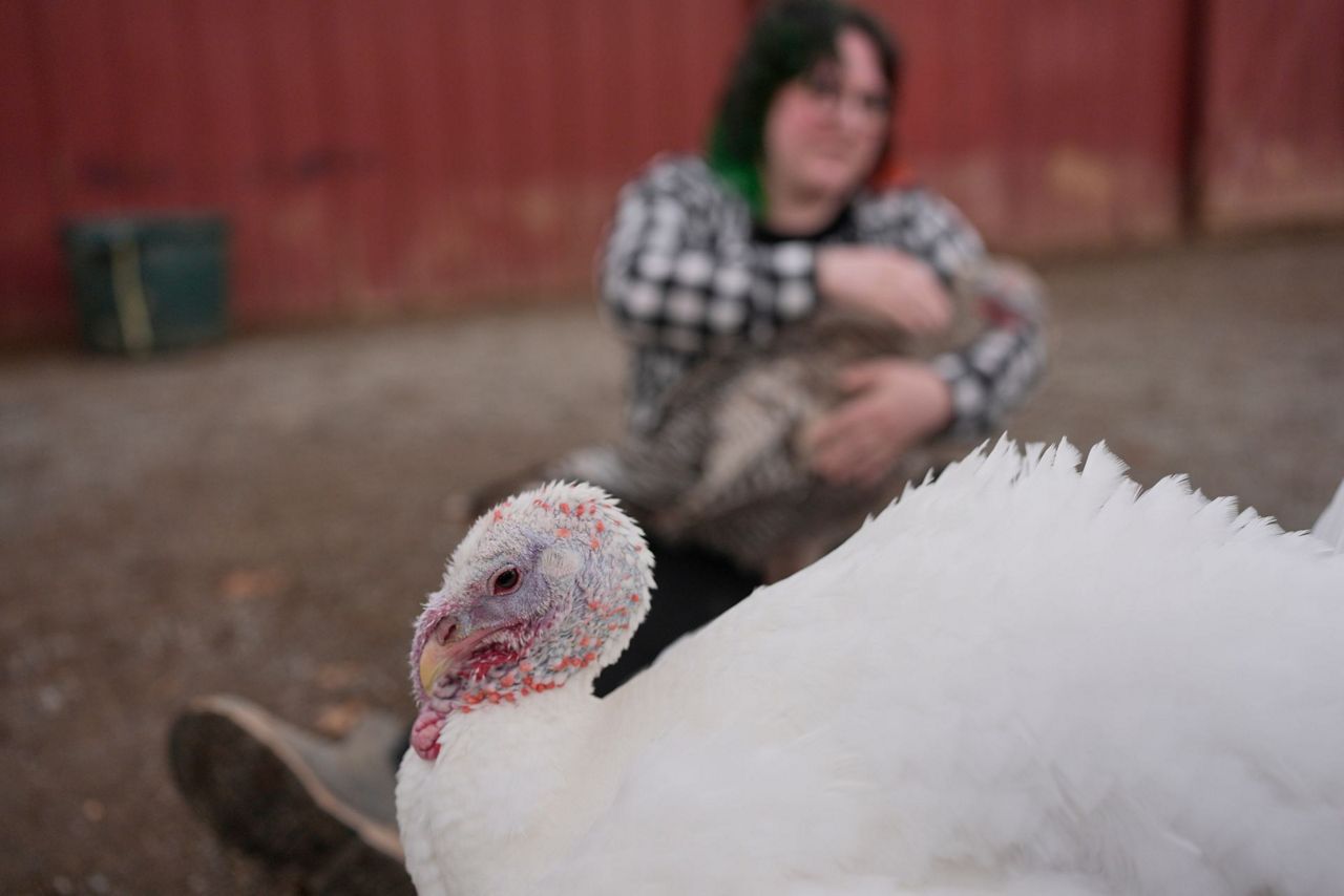 At The Gentle Barn, turkeys are for snuggling, not stuffing at Thanksgiving