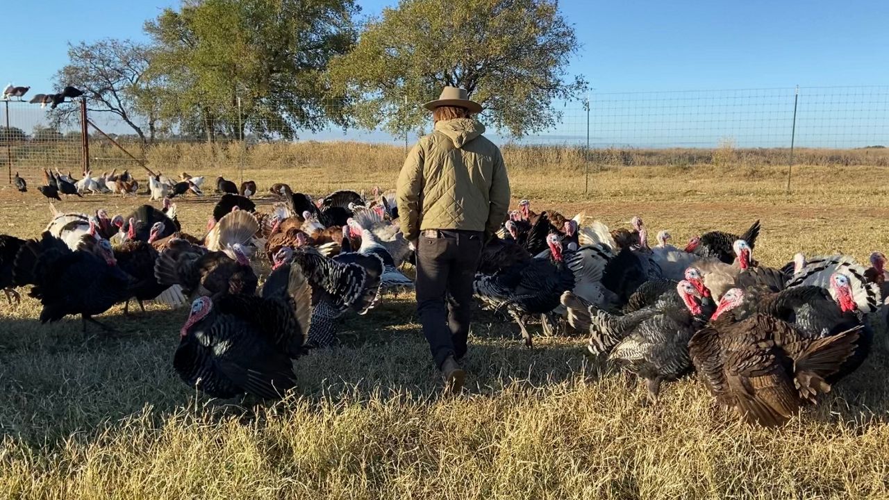 Turkeys are Helping Regenerate a Hill Country Ranch
