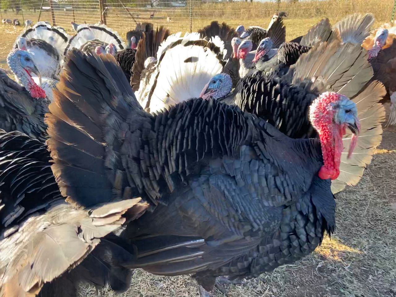 Turkeys are Helping Regenerate a Hill Country Ranch
