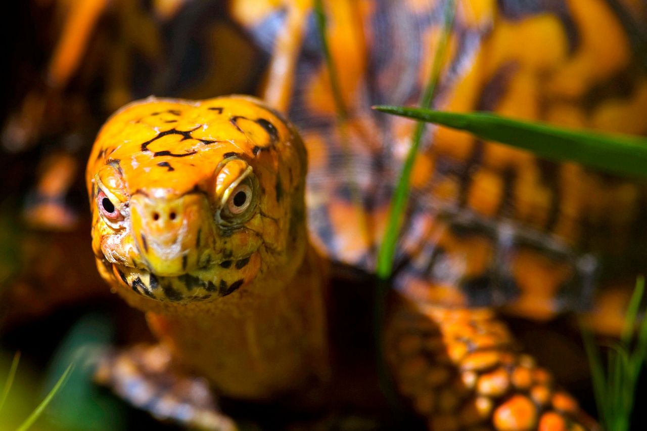 Chinese turtle-smuggling flight attendants fined in LA