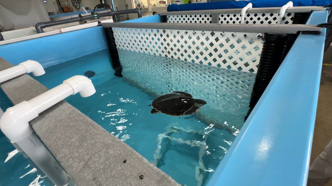 Rescued sea turtles recover at The Florida Aquarium