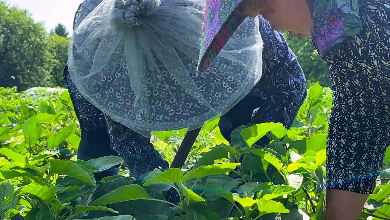 Hmong elders gardening Riverview Gardens