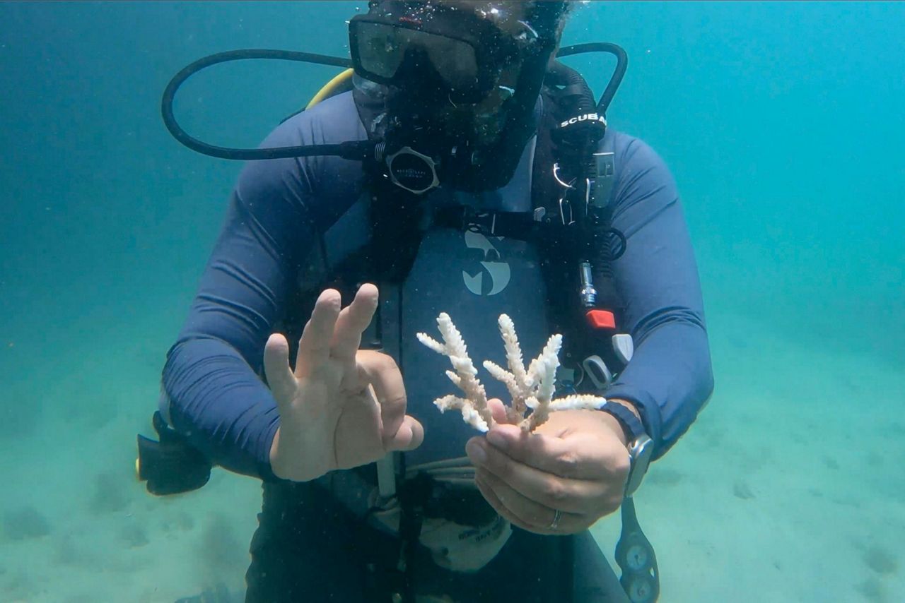 To restore reefs dying in warming seas, UAE turns to coral nurseries