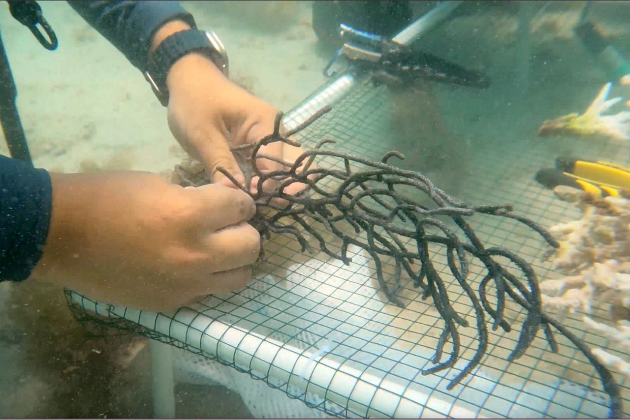 To restore reefs dying in warming seas, UAE turns to coral nurseries