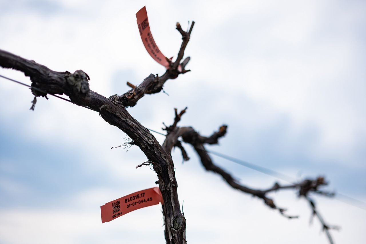 Cornell researcher creates rot-resistant grape