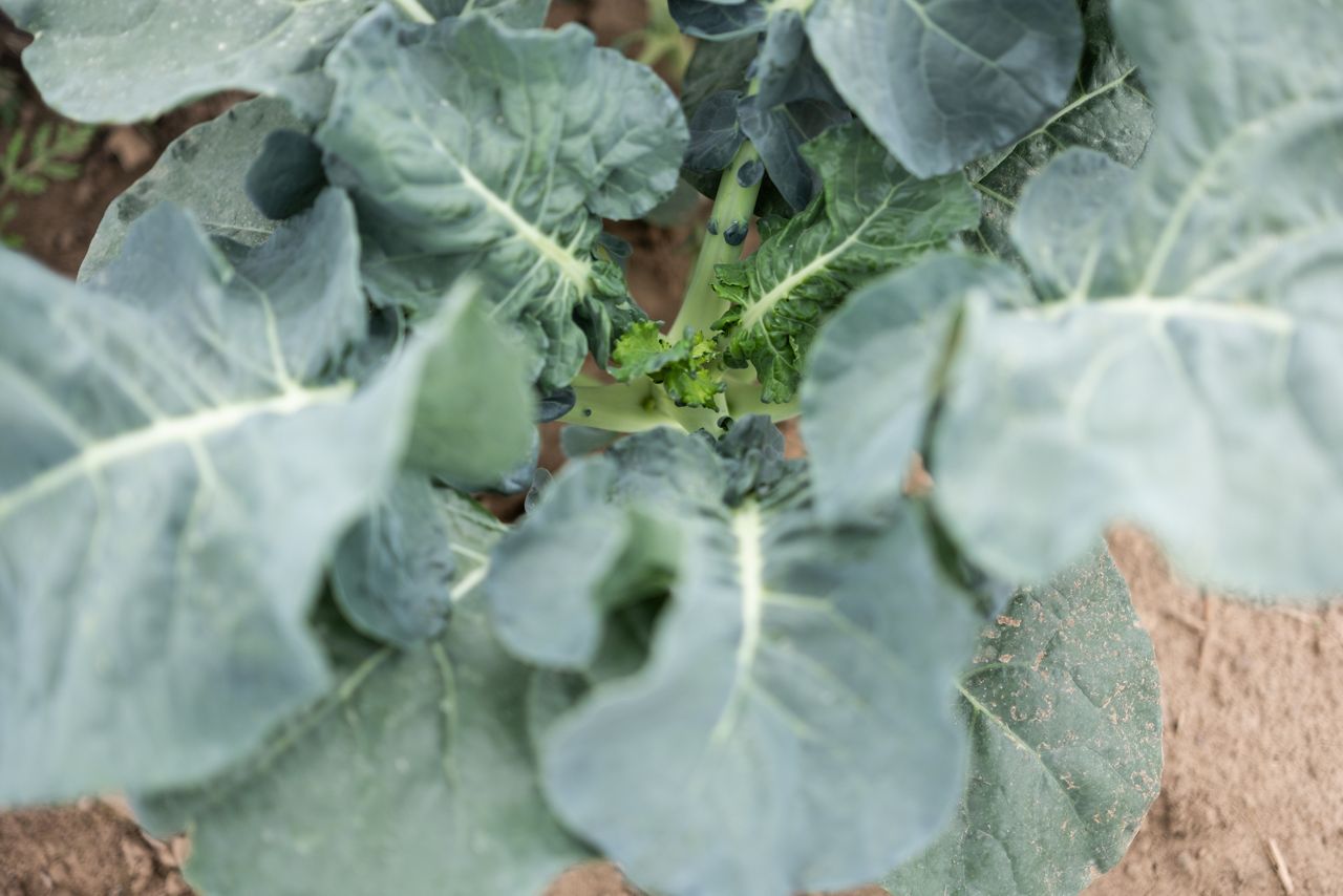 Cornell researcher creates broccoli variety for East Coast