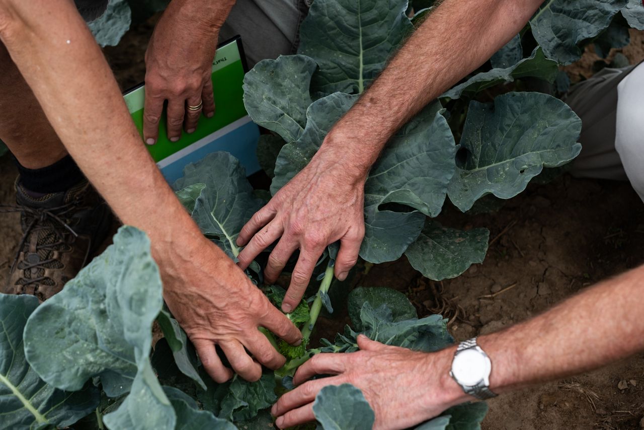 Cornell researcher creates broccoli variety for East Coast