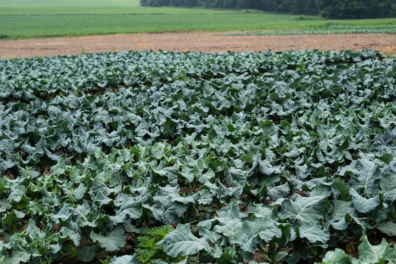 Cornell researcher creates broccoli variety for East Coast