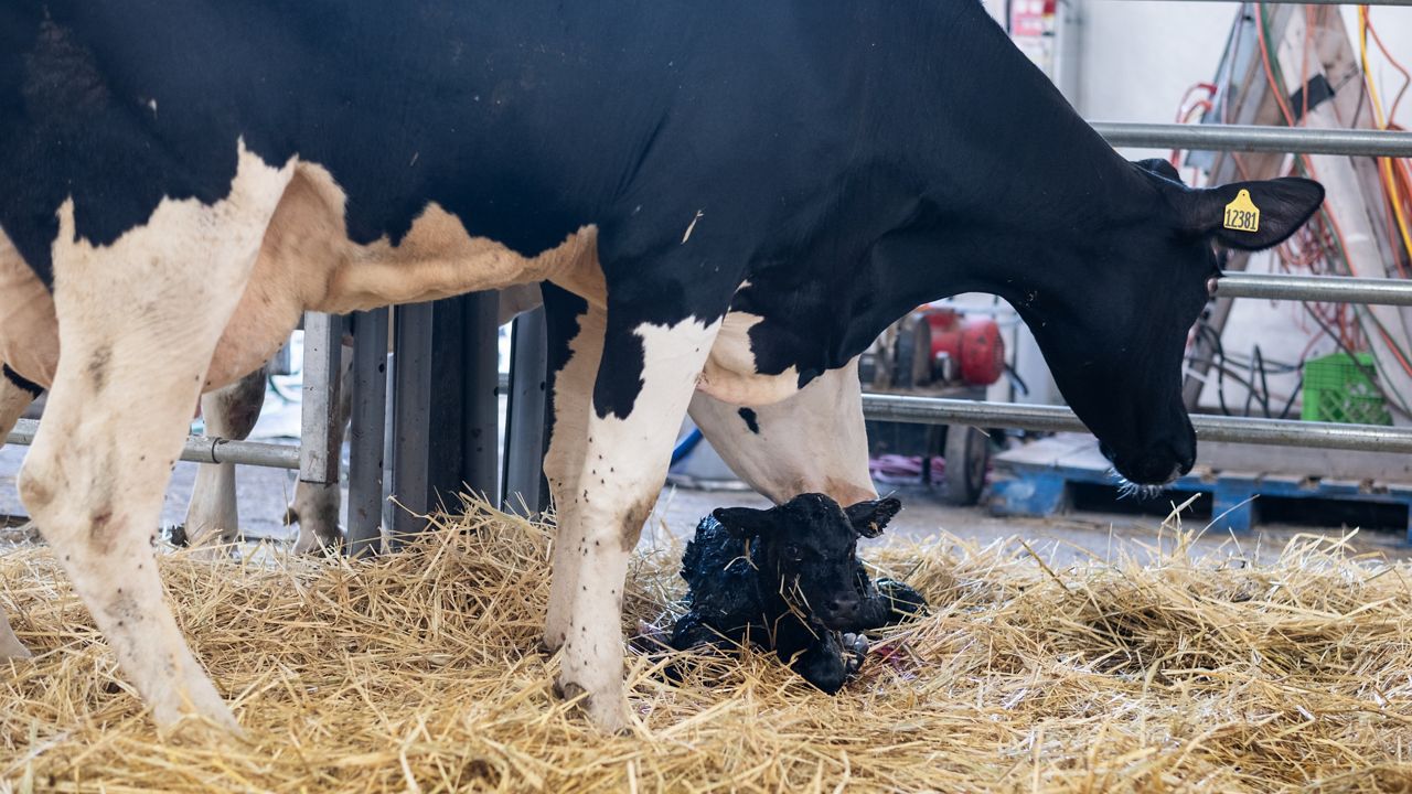 Education: The force behind cow birthing center’s mission