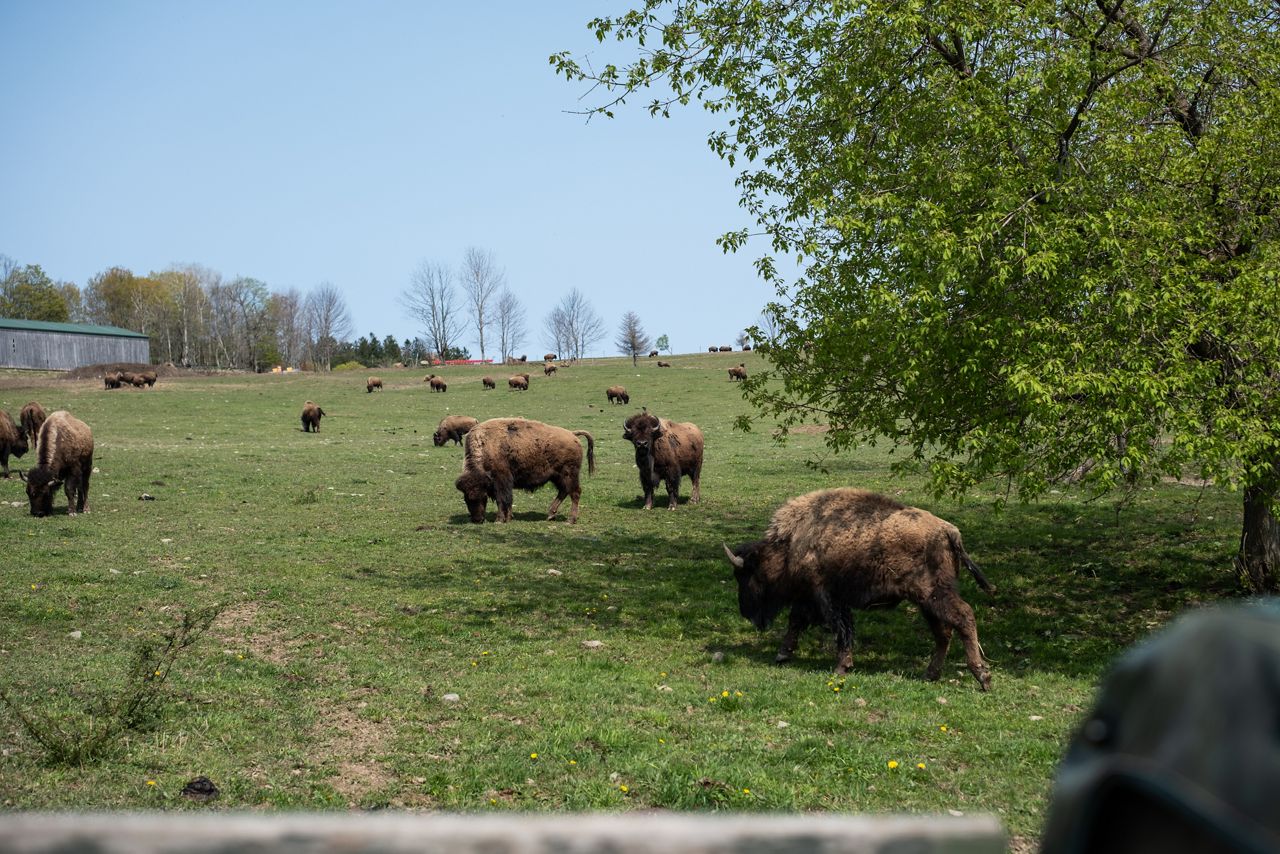 How one local farm is changing bison production in NY