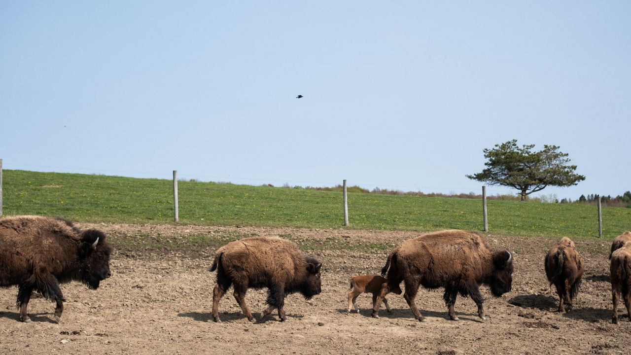 How one local farm is changing bison production in NY