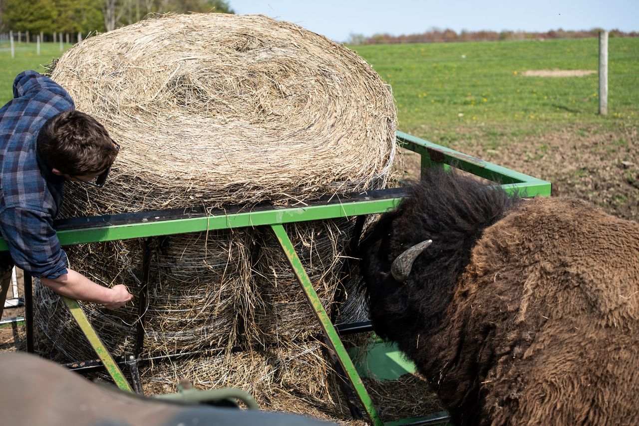 How one local farm is changing bison production in NY